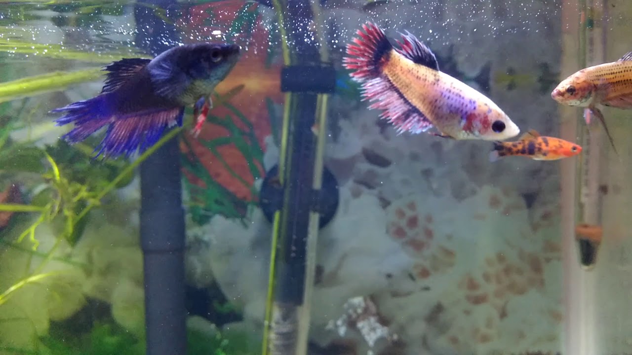 Female Betta Sorority - Golden Leopard Platy - YouTube