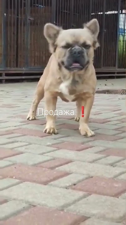 ПРОДАЖА Порода Французский бульдог 1 Год Тип шерсти флаффи Youtube
