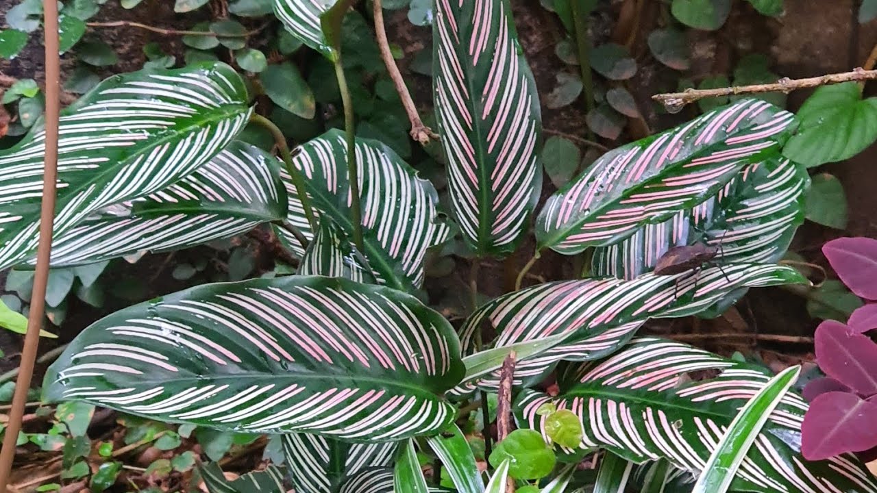 8 PLANTAS DE PEQUENO PORTE MUITO FÁCEIS DE CULTIVAR PARA INICIANTES EM ...