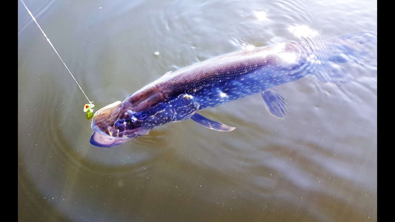 Walleye and Northern Pike Fishing Wisconsin River NFN Kayak Adventure ...