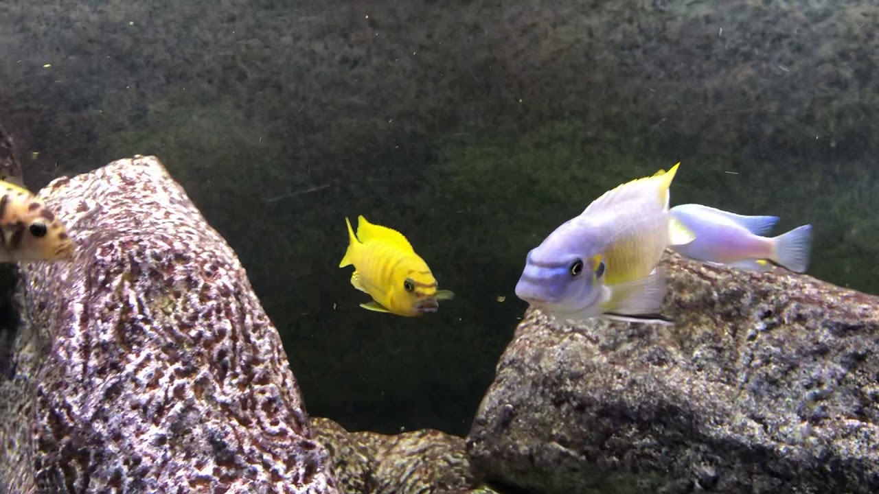 Labeotropheus Chlorosiglos Katale Island Wild - YouTube