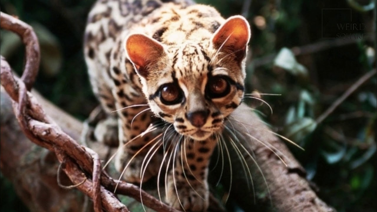 Interesting facts about margay by weird square - YouTube