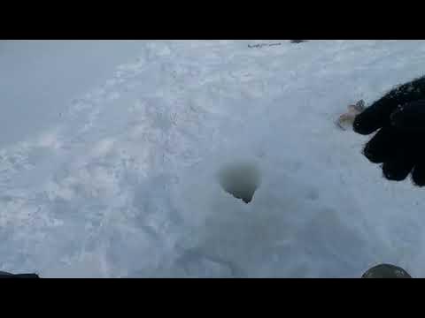 Жук-балда и окунь - YouTube