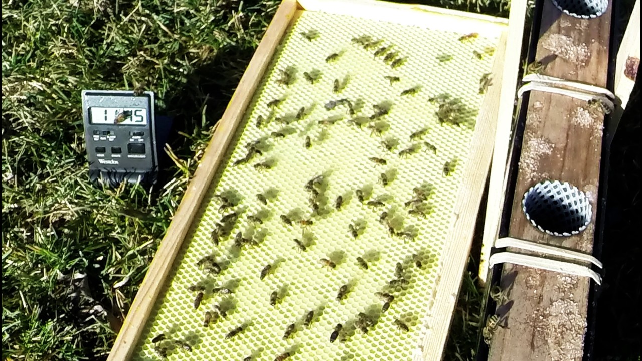 Timelapse photo of Bees feeding on open frame - YouTube