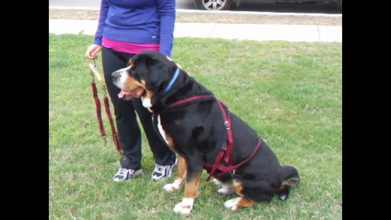 Hitching a Dog in Cart from the Sit Position - Greater Swiss Mountain ...
