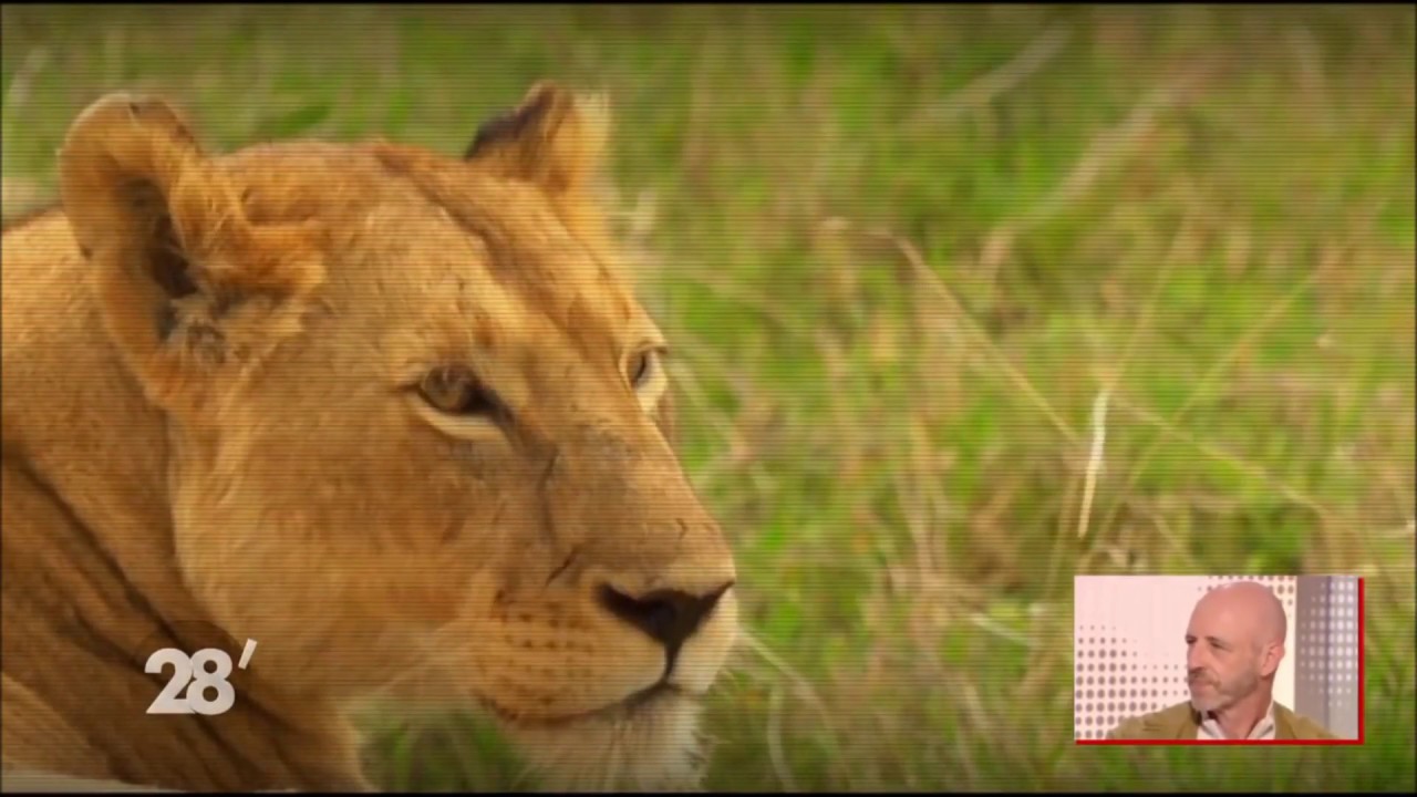 Wildlife Angel dans 28 minutes sur Arte - YouTube