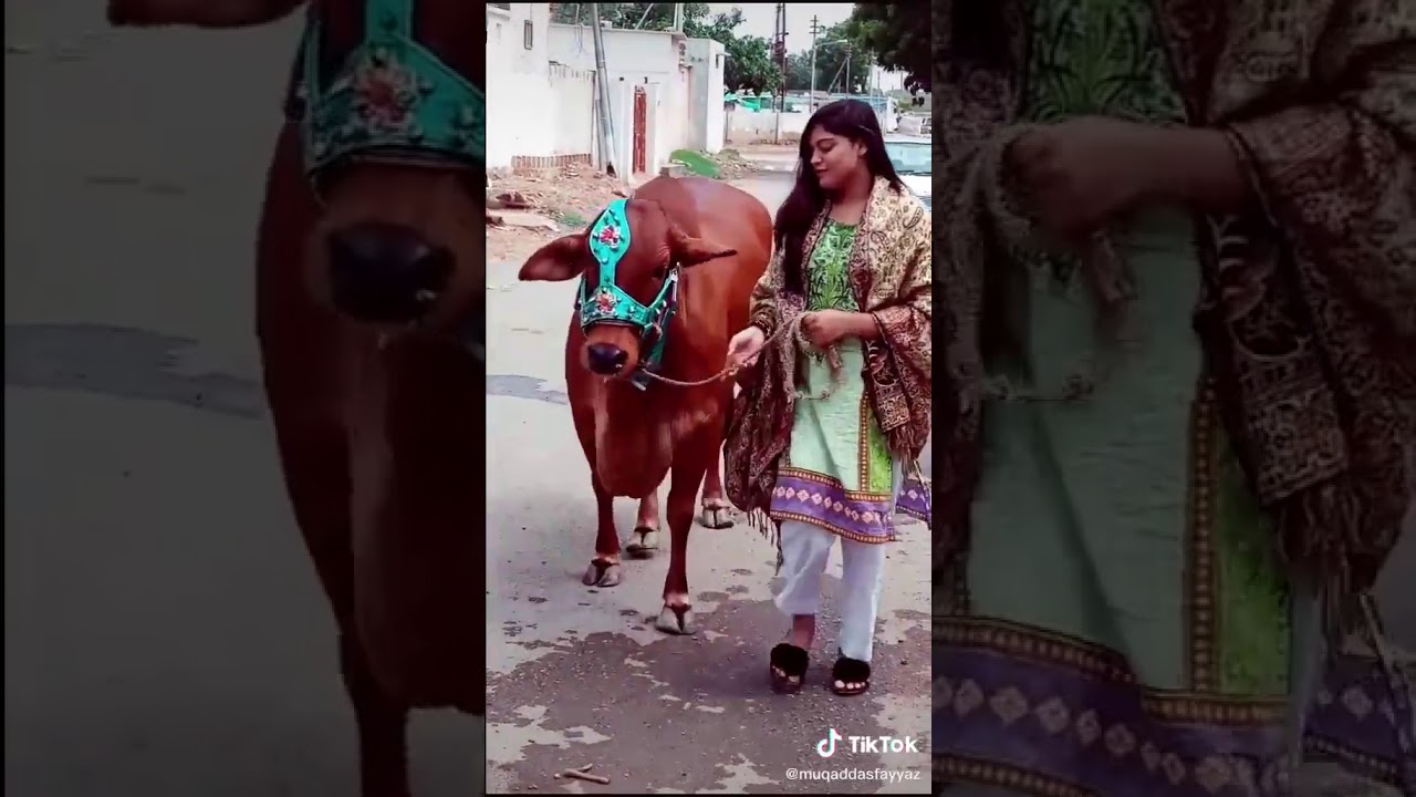 cow tik tok vido - YouTube