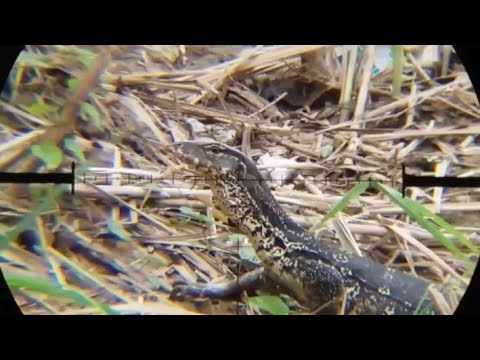 Berburu Biawak "Hunting Monitor Lizards" - YouTube