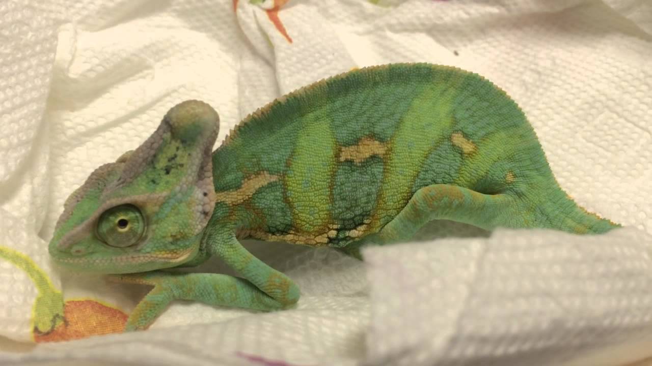 Veiled chameleon in for anorexia and tremors secondary to MBD - YouTube