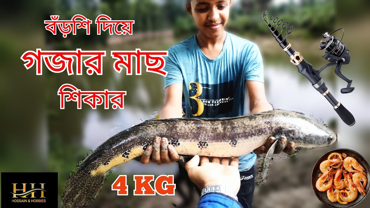 গজার মাছ || বড়শি দিয়ে বিরাট গজার মাছ শিকার || Gojar Mach || Gojar ...
