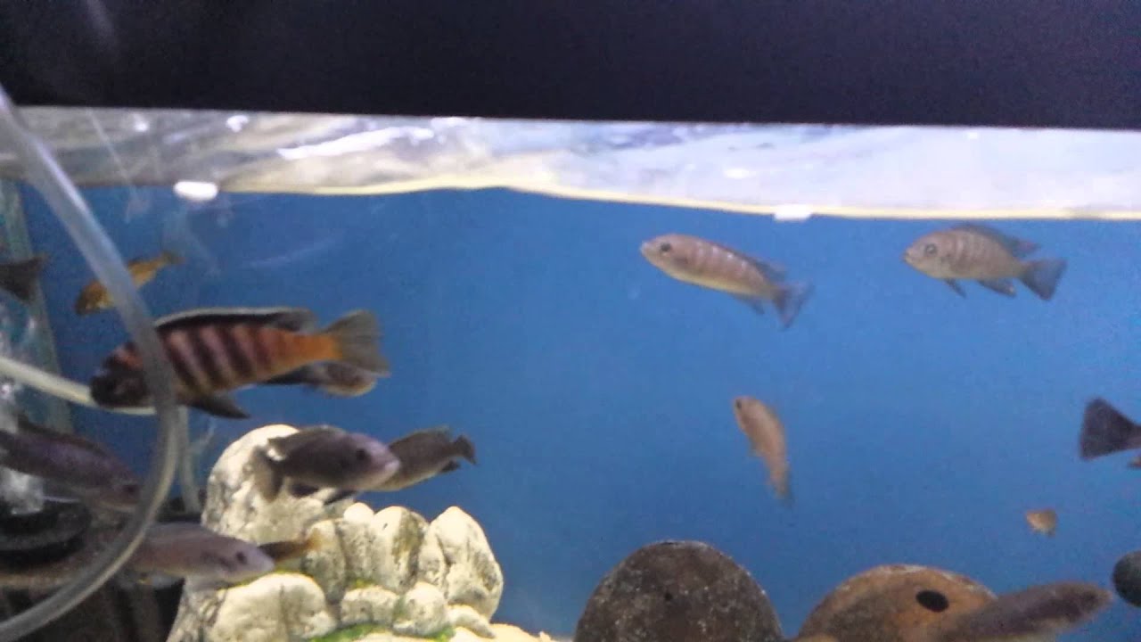 Wild Metriaclima sp. Patricki Jalo Reef - YouTube