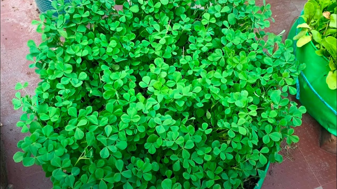 How To Grow Fenugreek / Methi Leaves At Home // Complete Information ...