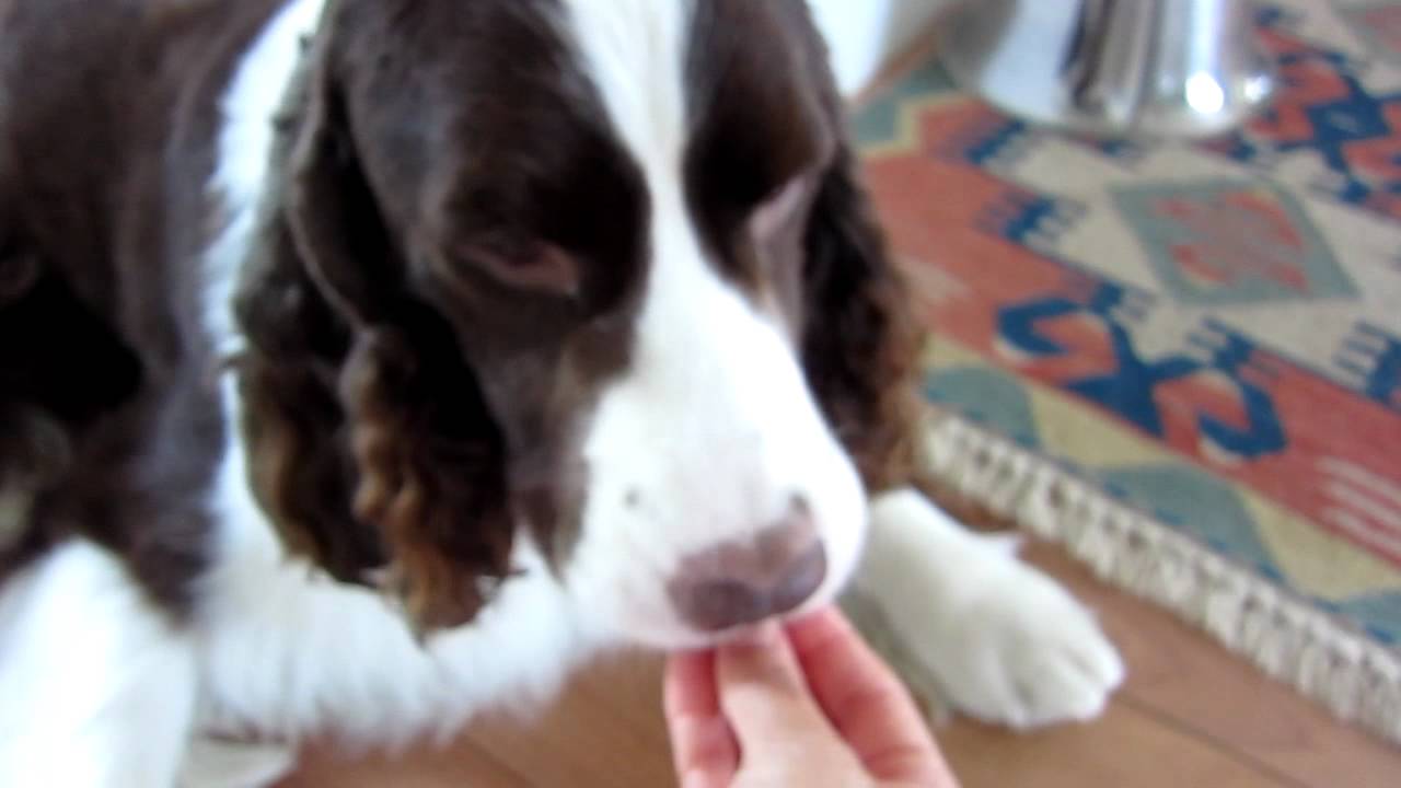 English springer spaniel eating mini tomato - YouTube