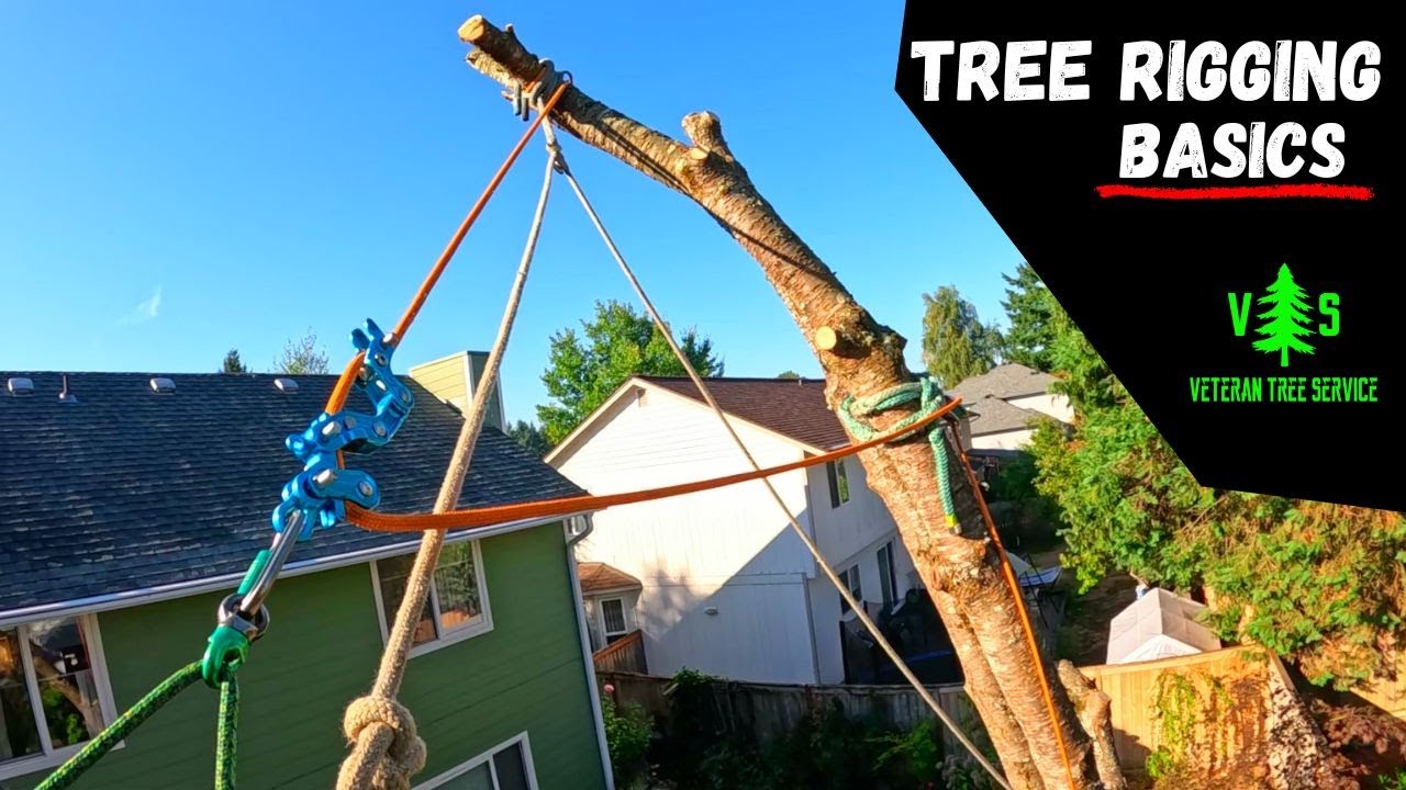 Rigging Down a Tree in a Tiny Backyard - YouTube