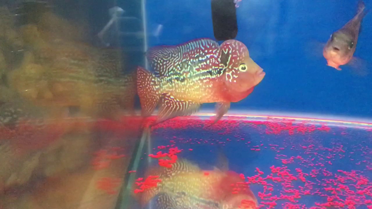 Super Red Golden Base King Kamfa 3 inch - YouTube