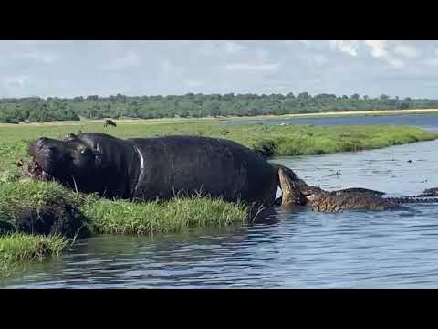 Rare Sighting! Crocodiles Feast on Hippo | Zambezi - YouTube