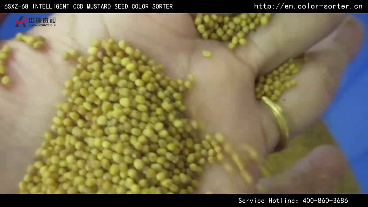 Mustard seed color sorter - YouTube