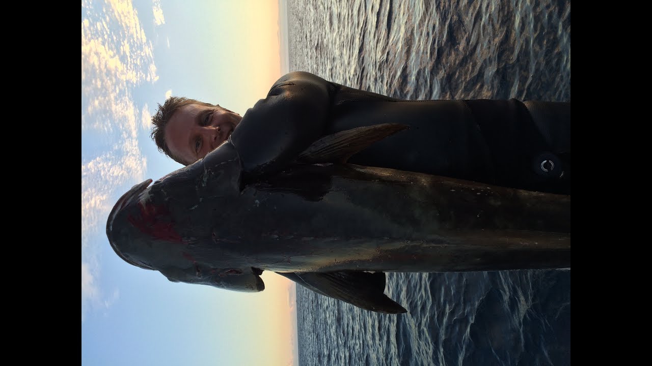 Spearfishing Mangrove Jacks, Jobfish, Red Emperor, Tuskfisk, Jew fish ...