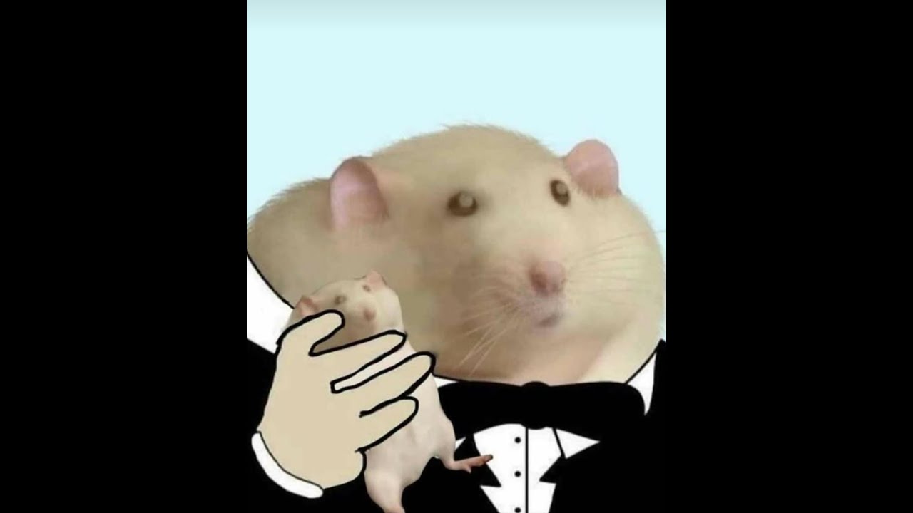 a rata with a little rata :3 - YouTube