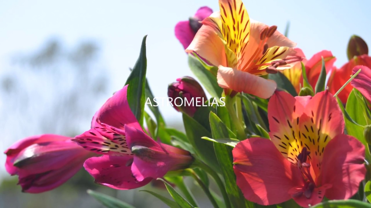 Astromelias - YouTube