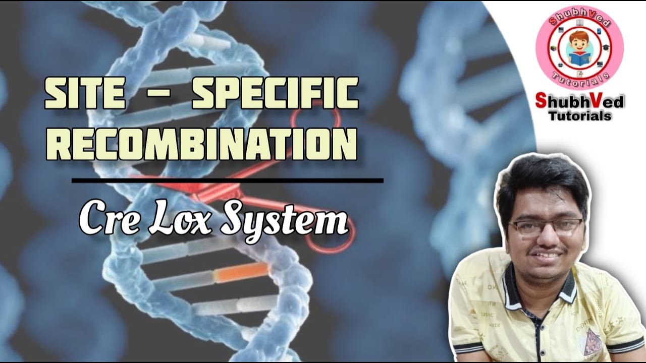 Site - Specific Recombination | Cre Lox System - YouTube