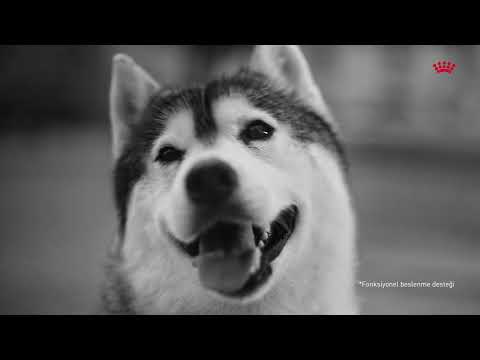 Royal Canin fonksiyonel beslenme destekli tamamlayıcı ödül mamaları ilk kez Türkiye’de!