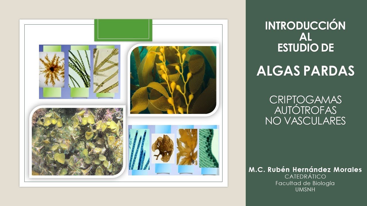 Algas pardas (Phaeophyceae) - YouTube