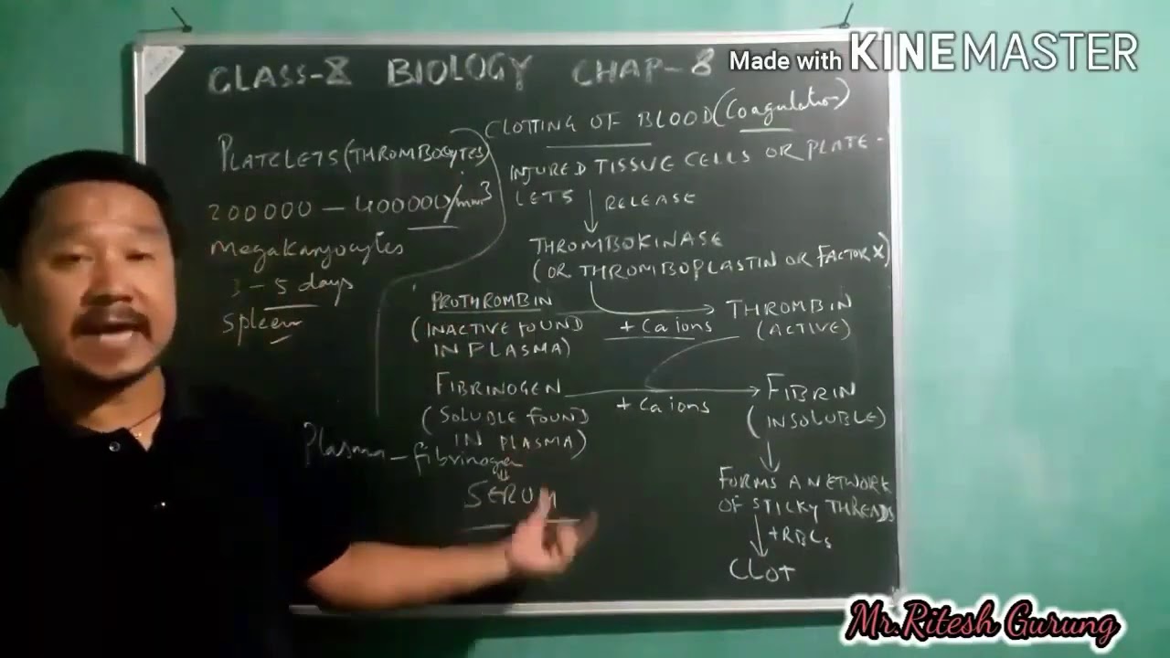 Class 10 Biology PLATELETS, BLOOD COAGULATION, GROUPS AND TRANSFUSION ...