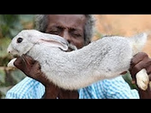 Hintli Dayı - Tavşan Kızartıyor