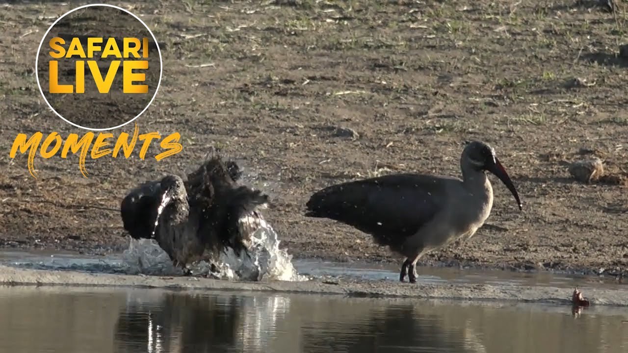 Hygienic Hadeda Ibis - YouTube