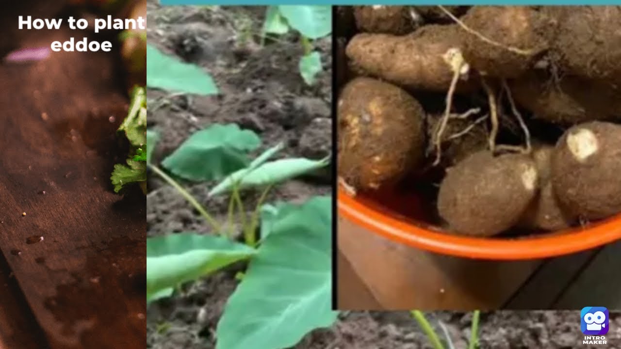 Edoe, the plant you've been missing out on - YouTube