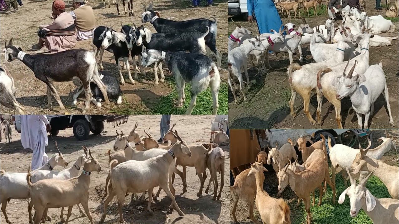 Sindhi Tapri goat breeds - YouTube