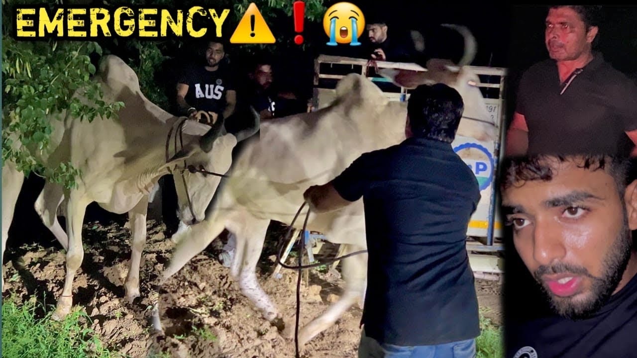 RED ALERT 🚨‼️ Mera New Bail Takkar Maar Kr Jungle Mai Kho Gya ( LOST 😭 ...