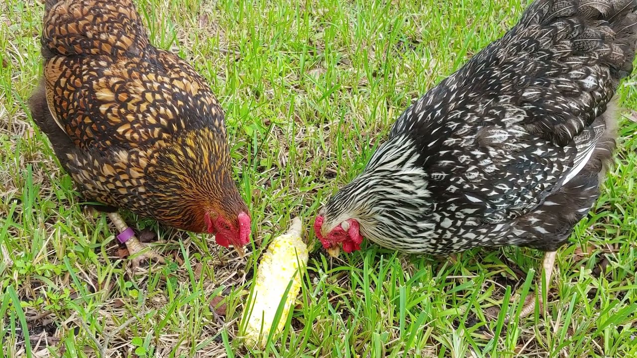 Chickens Eating Corn On The Cob | Calm and Relaxing - YouTube