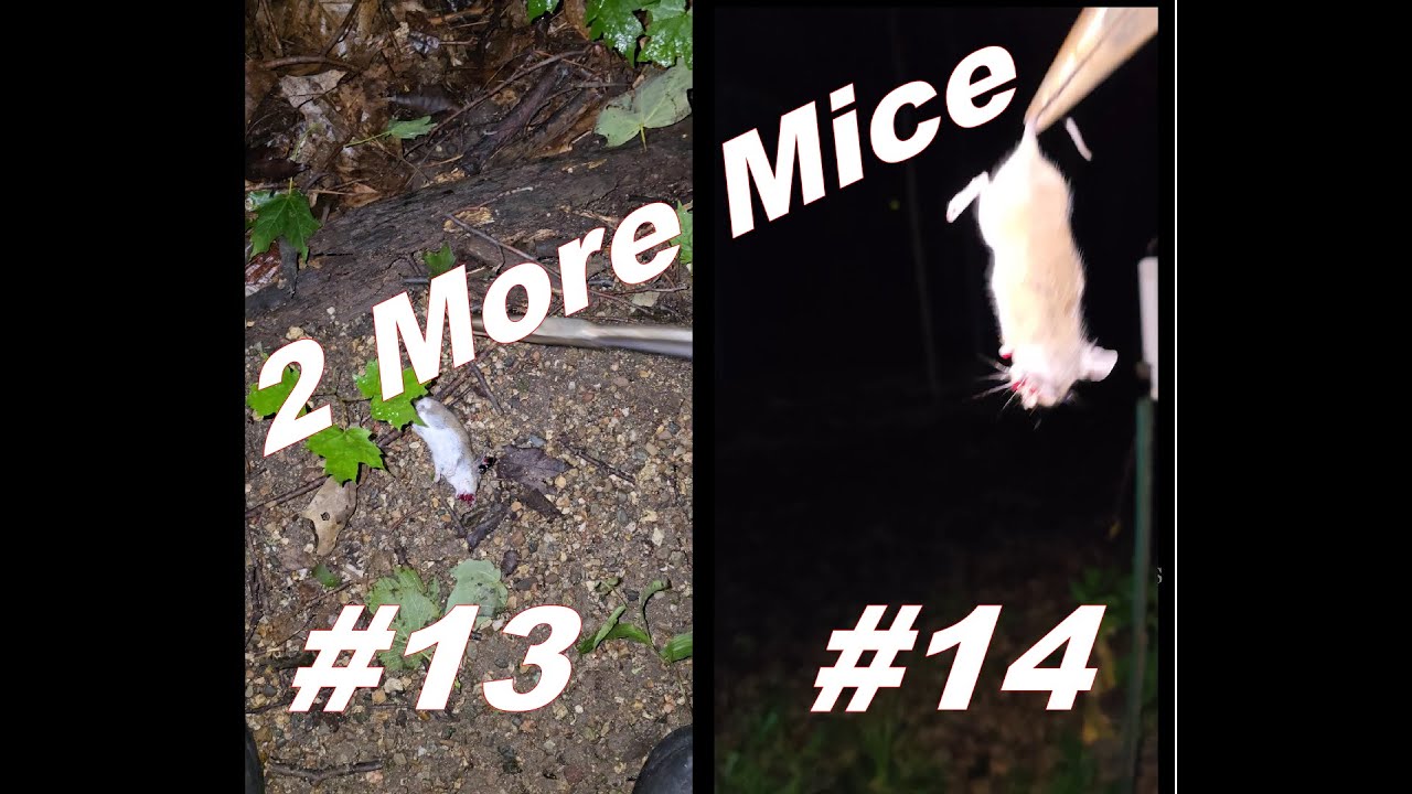 Mice 13 & 14 - ATN Thor 4 Thermal & Arken Zulus #scopes #ratting # ...