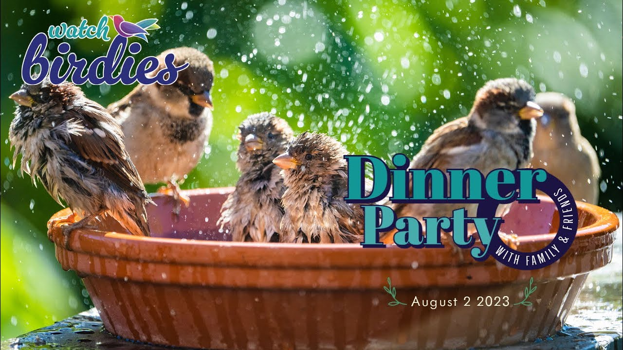 Watch Birdies: Extended Family Dinner Party - For People & Pets to ...
