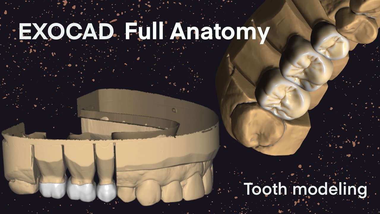 Exocad Full Anatomy I Tooth Modeling 23 - YouTube