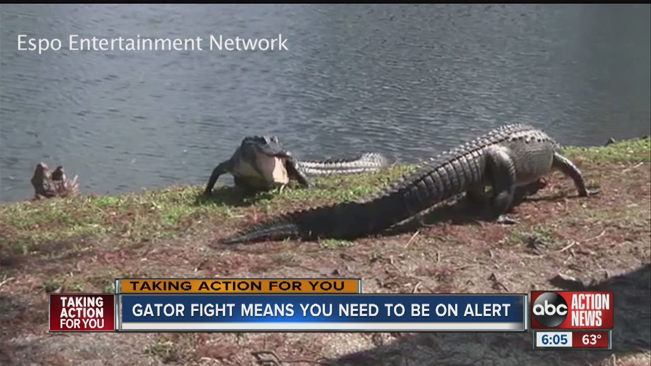Gator fight captured in Clearwater means you need to be on alert - YouTube