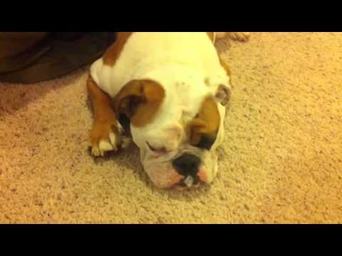 Sick Bulldog - YouTube