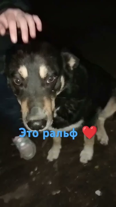 Эту собачку мы ООО очень долго не видели Youtube