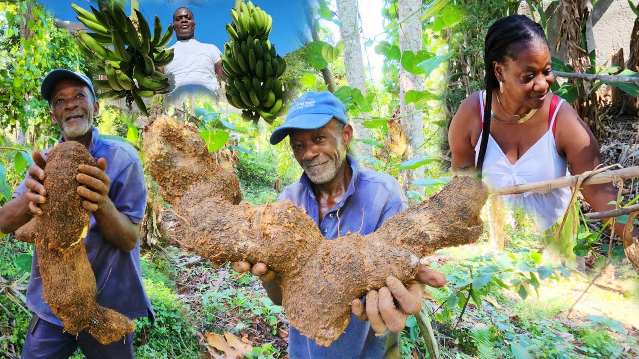 how to dig Giant yellow yam Auntie Rosie Farm in St Elizabeth welcome ...