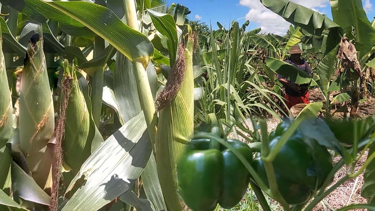 Increíble lo que hace Eugenio para mantener un conuco tan grande, la ...