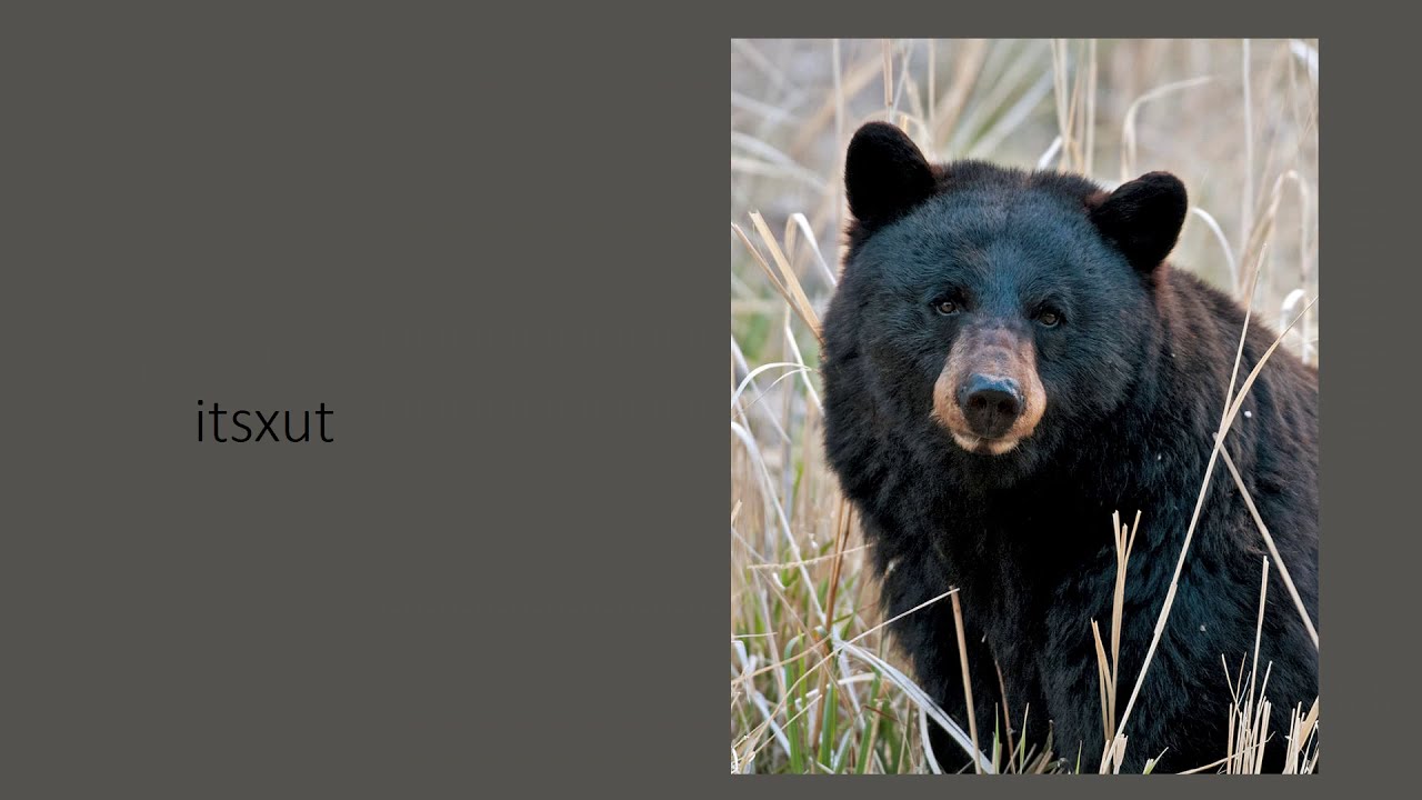 chxi-tənəs-wawa: Animals - YouTube