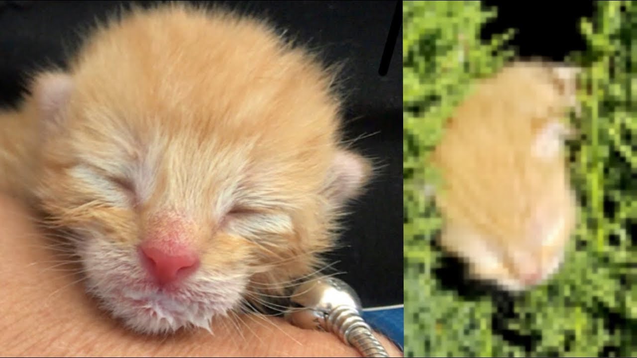 Baby Kitten Found in a Tree - YouTube