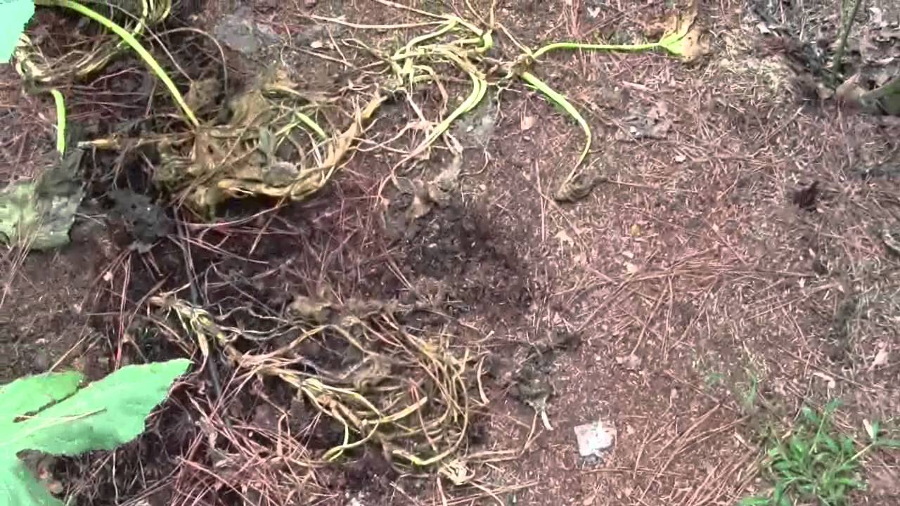 GARDEN TIPS-CORN, SOIL DEPLETION, POWDERY MILDEW ON SQUASH - YouTube