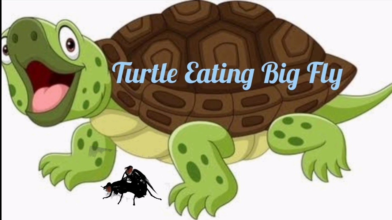 Turtle Eating Big Fly #unhealthyfood #redearsliderturtle #aquarium ...