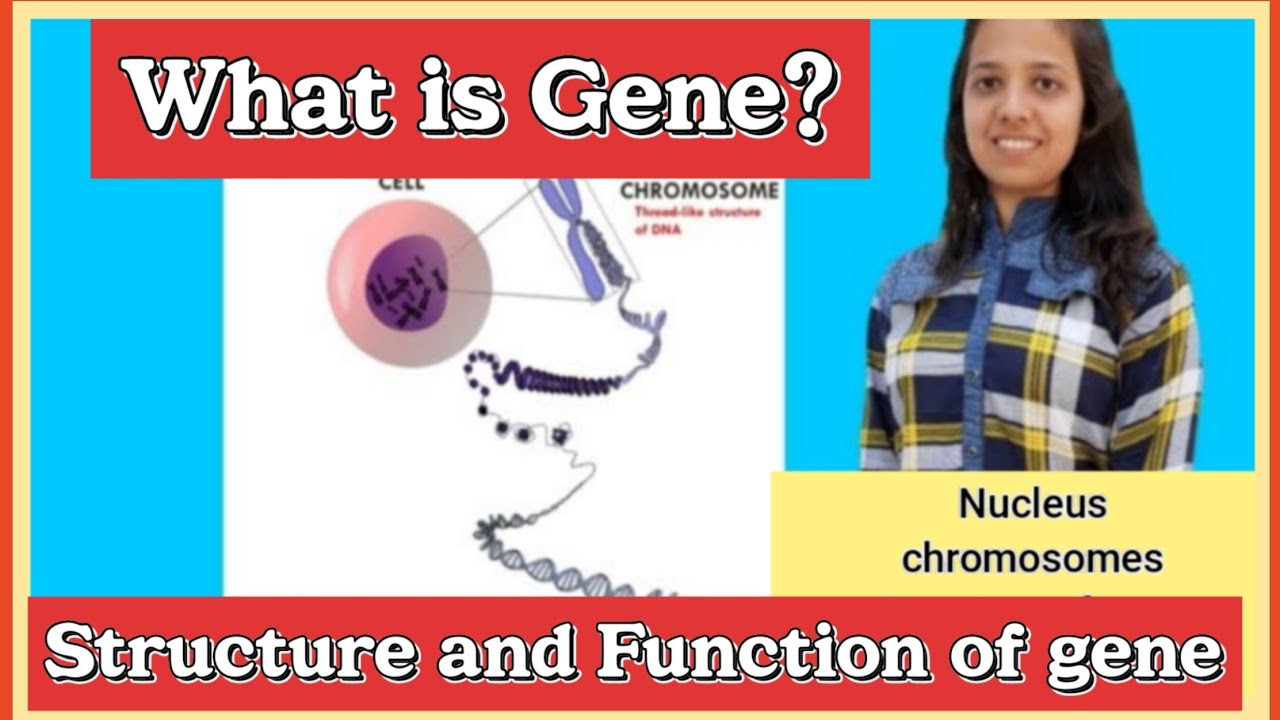 What is gene? (1.Nucleus 2.Chromosomes 3.Structure and Function of gene ...