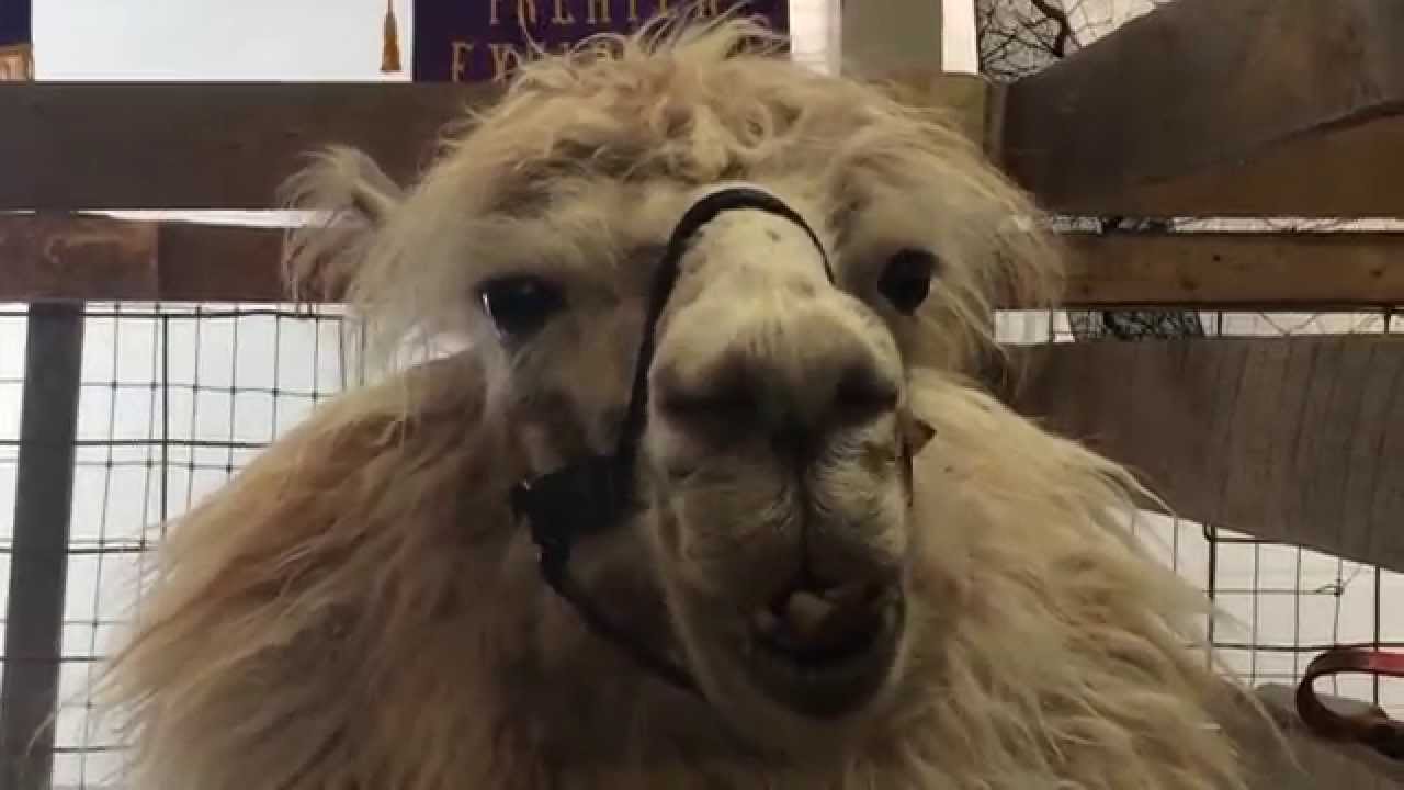 Llama Chewing – Rhinebeck, NY - YouTube