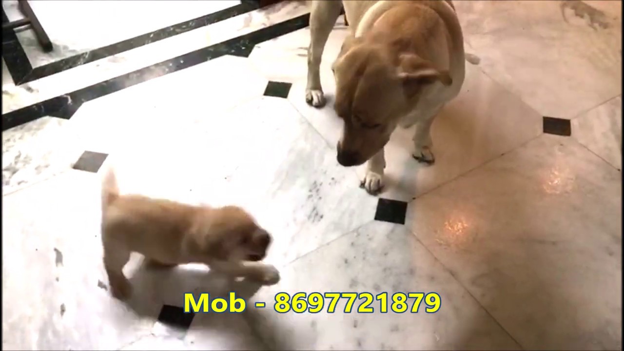 See How Mother Trained Her Puppy l Heavy Bone Labrador Puppy - YouTube