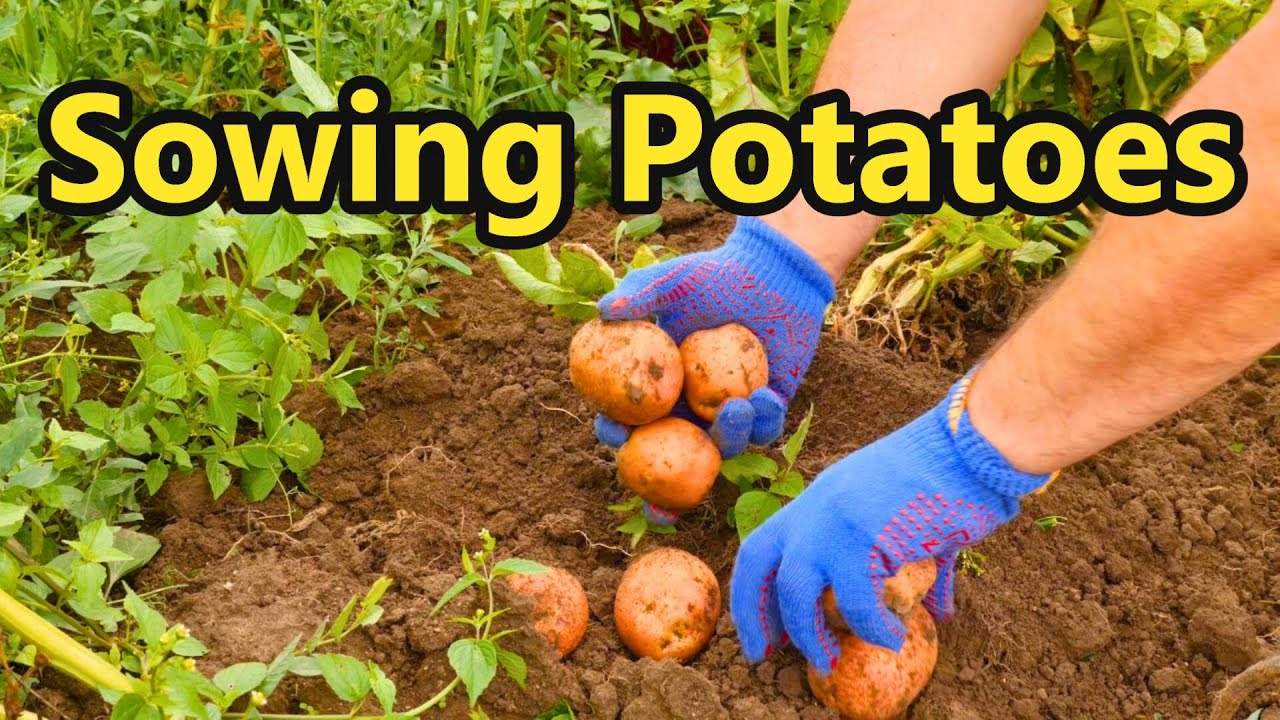 Sowing Potatoes in Spring then Harvesting them early summer - YouTube